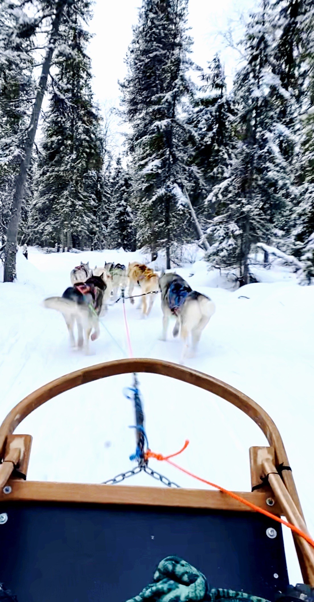 How driving a husky team is like school leadership | the édu flâneuse